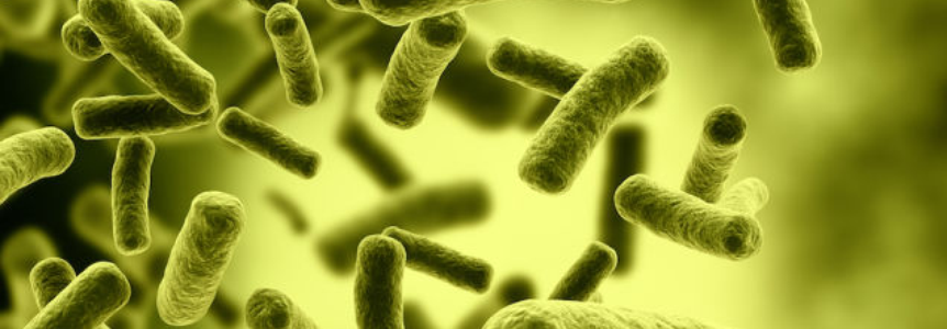 Venenos y toxinas